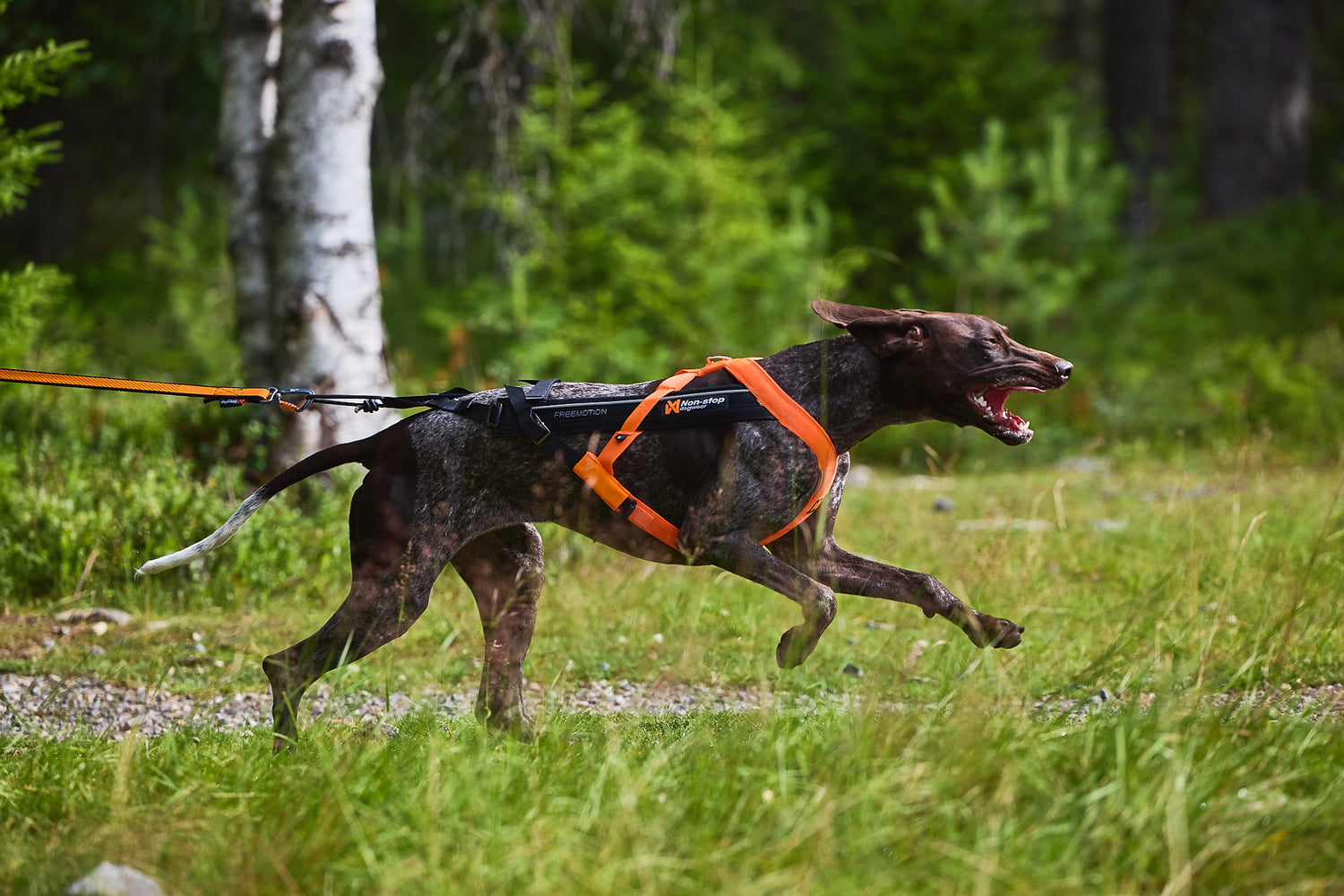 Choosing the Best Canicross Harness | Mountain Dog UK