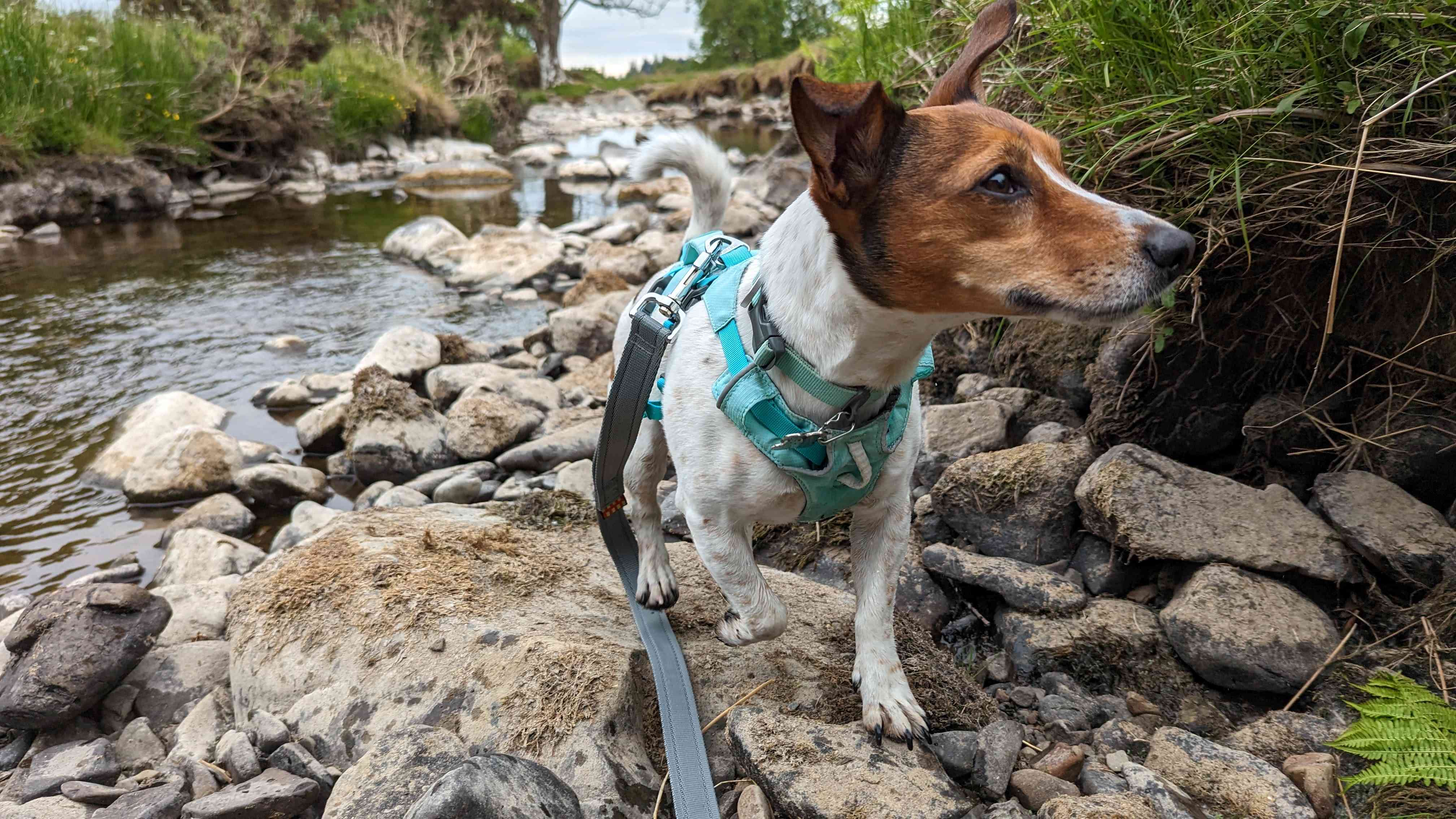DNA Everyday Leads – Mountain Dog