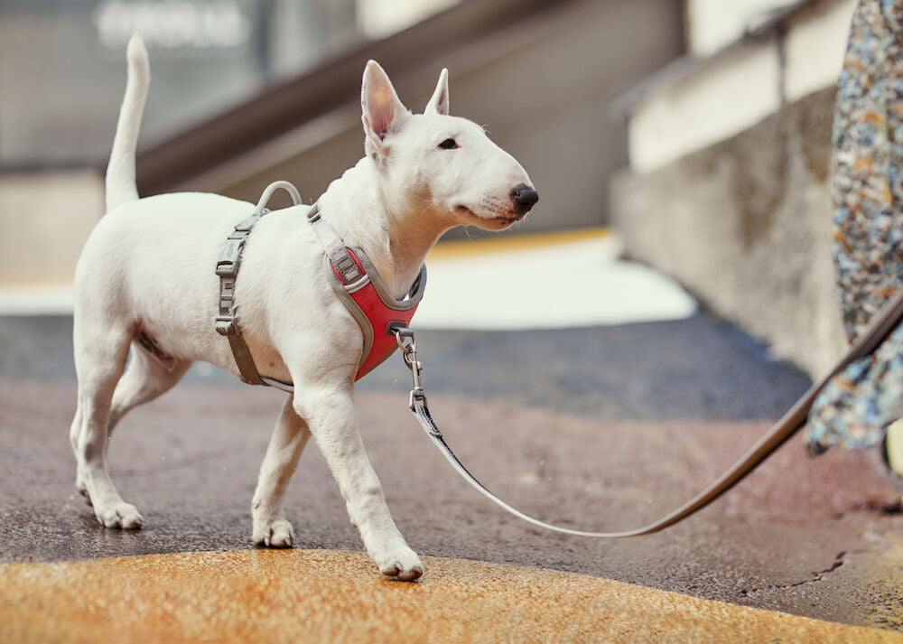 Hurtta Dog Leads | Leads and Leashes | Mountain Dog UK