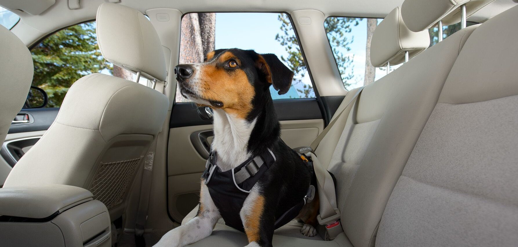 Dog Travel & Car Safety Equipment | Mountain Dog UK