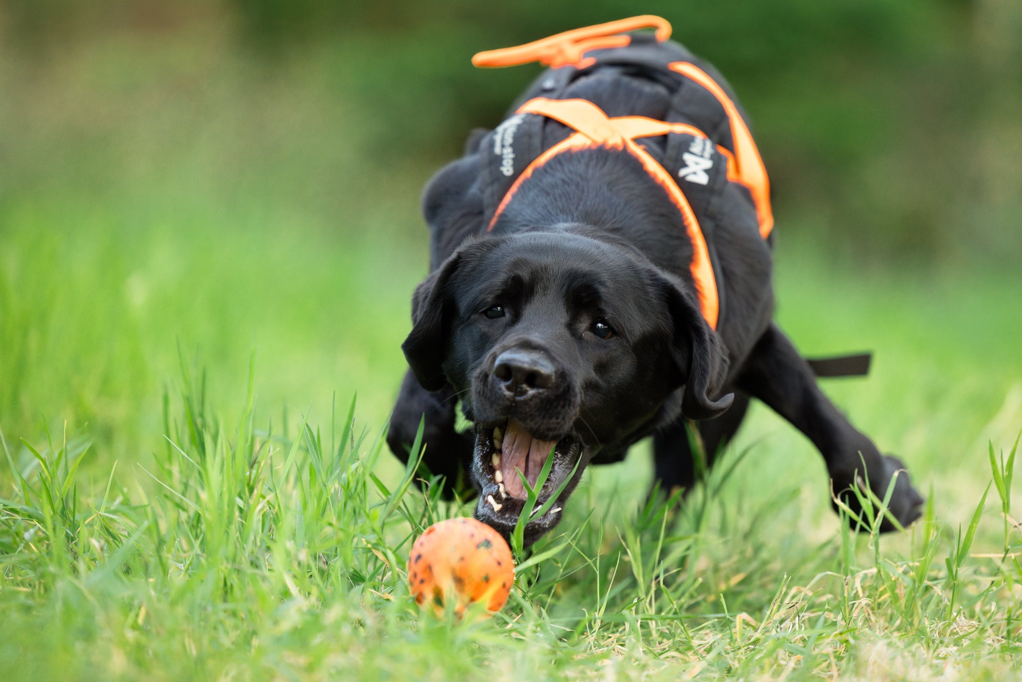 Dog Balls | Durable & Fun Activity Balls | Mountain Dog UK