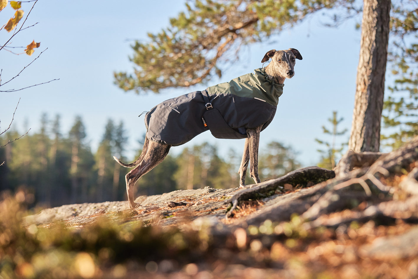 Non-Stop Dogwear Dog Safety Jackets | Mountain Dog