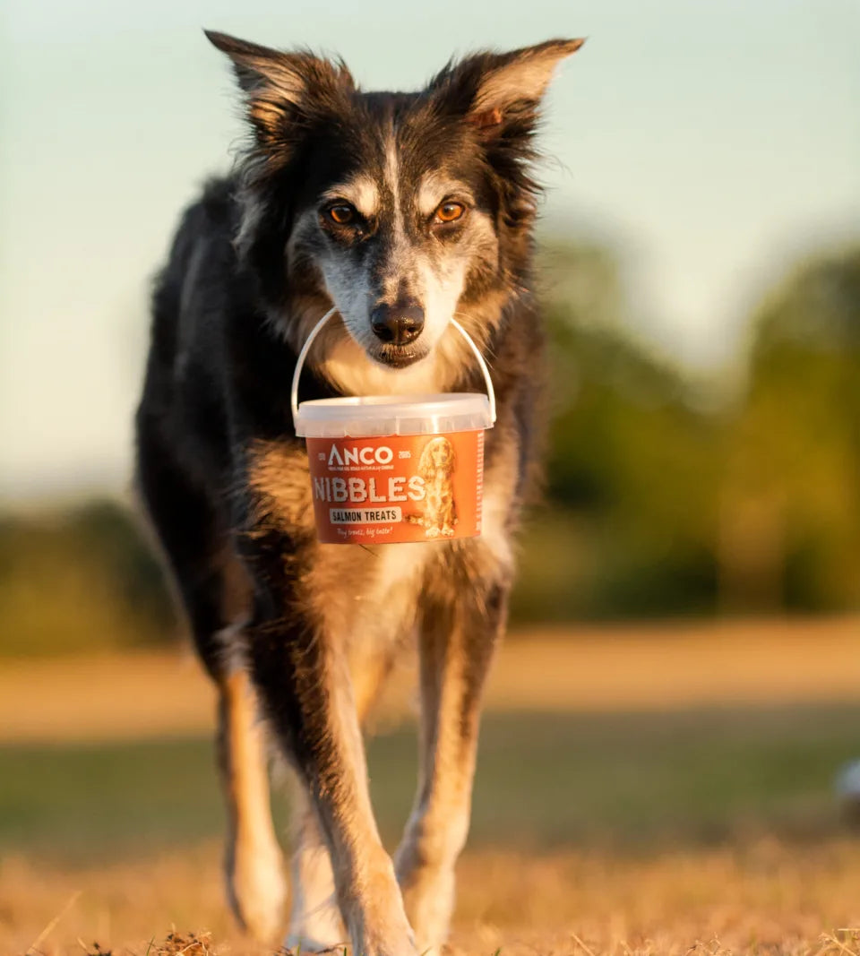 Nibbles Salmon Treats | Anco | Mountain Dog UK